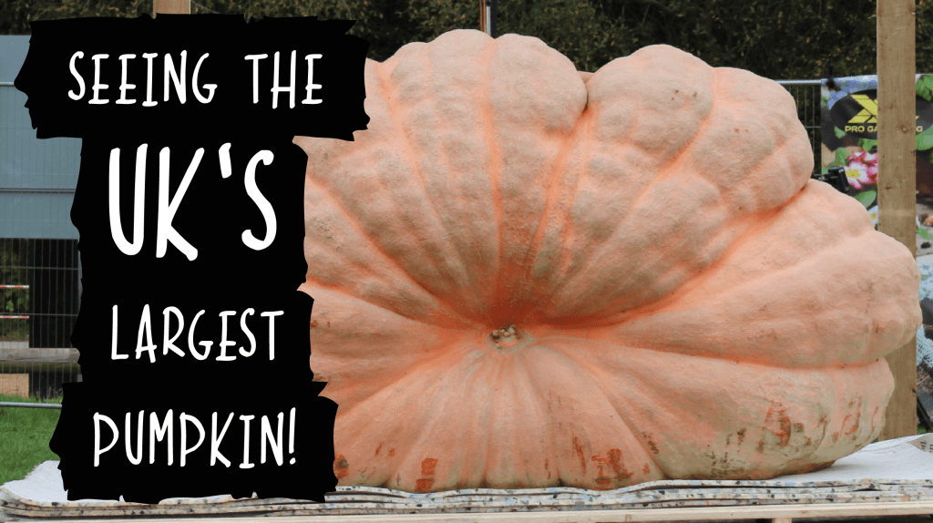 Seeing the UK’s Largest Pumpkin!